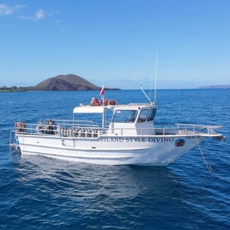Maui Shark Diving - Swimming with Sharks in Maui | WildVoice