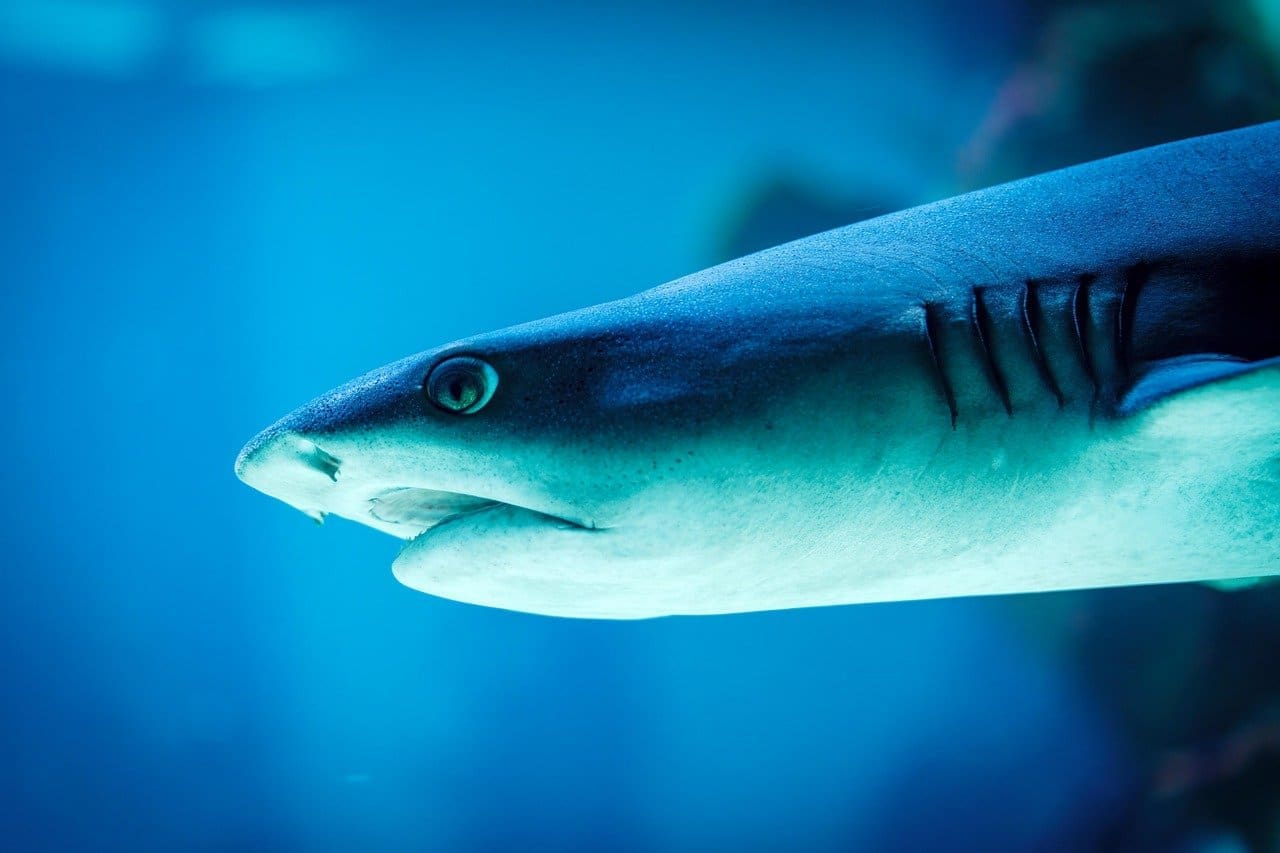 Diving with Sharks Maui: Everything You Need to Know